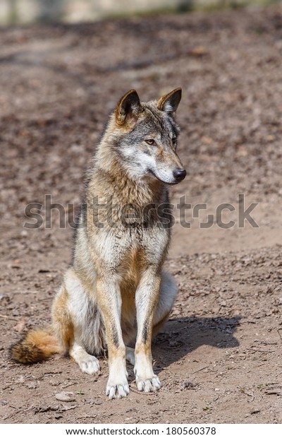 Sitting Wolf Stock Photo (Edit Now) 180560378