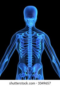 Female Rib Cage Anatomy Bones Stock Illustration 232453918
