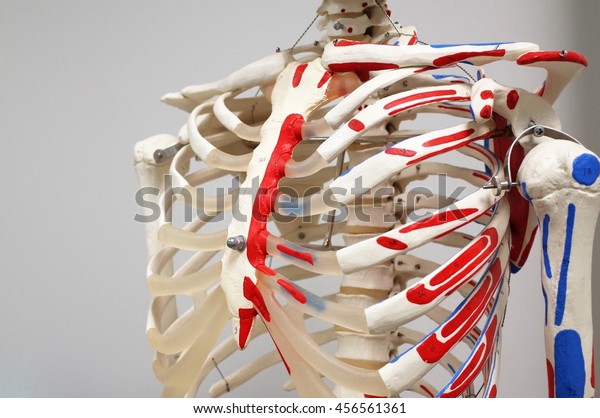 Skeletal Structure Chest Stock Photo (Edit Now) 456561361