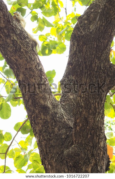 Skeleton Big Tree Green Tiny Leave Stock Photo 1016722207 | Shutterstock