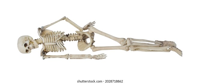 Skeleton Bones Laying Sideways Path Included Stock Photo 2028718862 ...