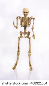 Human Skeleton Isolated On White Background Stock Photo 434758729 ...