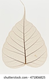 Skeleton Bodhi Tree Leaf Isolated 스톡 사진 745371850 | Shutterstock