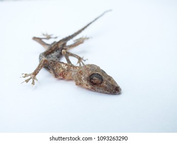 Skeleton Lizard Stock Photo 1093263290 | Shutterstock