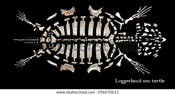 Skeleton Loggerhead Sea Turtle Stock Photo (Edit Now) 396070612