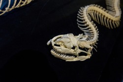 Snake skeleton on black isolated featuring snake, skeleton, and animal ...