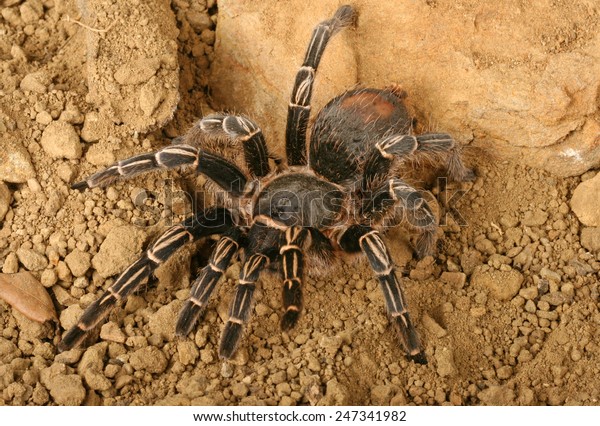 Skeleton Tarantula Ephebopus Murinus Stock Photo 247341982 | Shutterstock