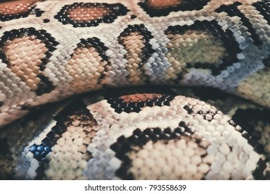 Skin Burmese Pythonpython Bivittatusiucn Red List Stock Photo 793558639 ...