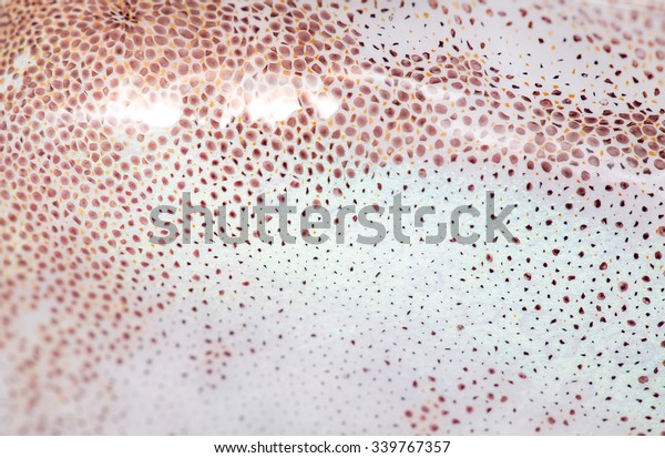 Skin Cuttlefish Texture Stock Photo 339767357 | Shutterstock