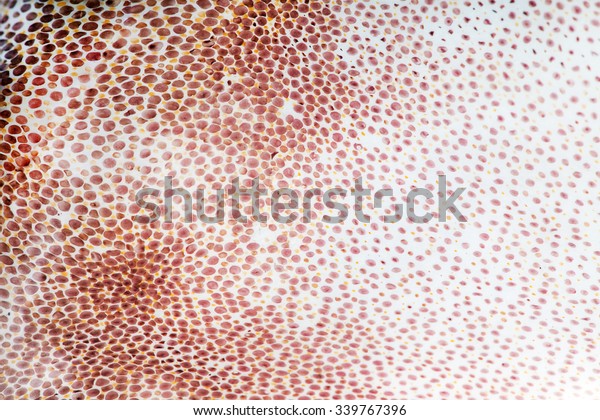 Skin Cuttlefish Texture Stock Photo 339767396 | Shutterstock