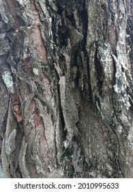Skin Wood Texture Java Apple Tree Stock Photo 2010995633 | Shutterstock