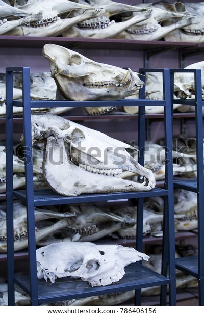 Skull Cattle Cows Bones Teeth Cow Stock Photo (Edit Now) 786406156