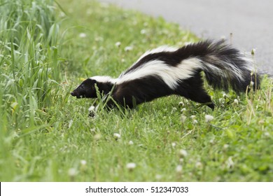 60 Skunk butt Images, Stock Photos & Vectors | Shutterstock