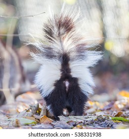 60 Skunk butt Images, Stock Photos & Vectors | Shutterstock