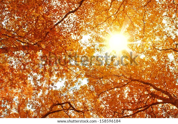 Sky Sun Trees Stock Photo 158596184 | Shutterstock