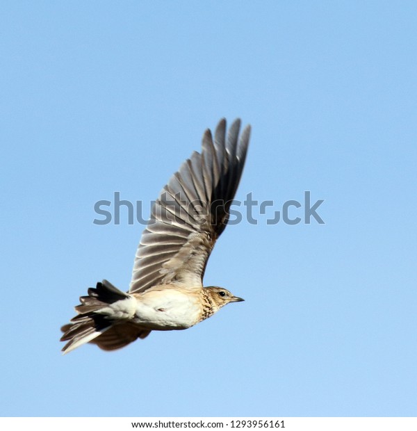 536 Lark Flight Images, Stock Photos & Vectors | Shutterstock
