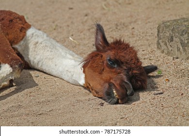 678 Alpaca Sleeps Images, Stock Photos & Vectors | Shutterstock