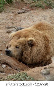 Sleeping Bear Stock Photo 1289928 | Shutterstock