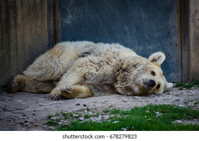 Sleeping Bear Stock Photo 678279823 | Shutterstock