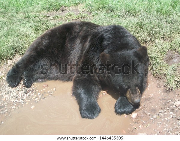 Sleeping Brown Bear Puddle Stock Photo 1446435305 | Shutterstock