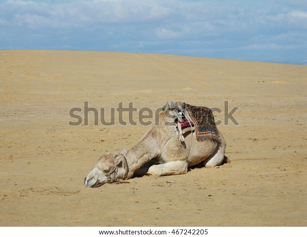 Sleeping Camel Stock Photo 467242205 | Shutterstock