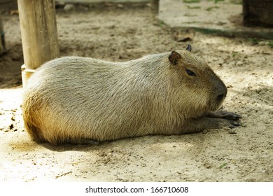 73 Capybara ecuador zoo Images, Stock Photos & Vectors | Shutterstock