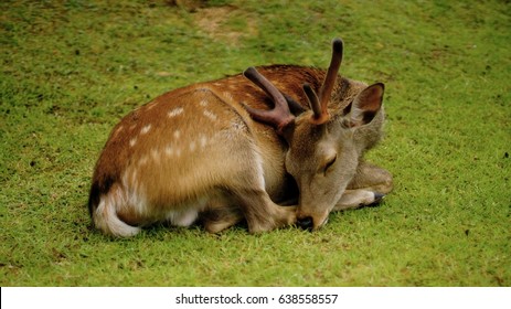 4,416 Sleep deer Images, Stock Photos & Vectors | Shutterstock
