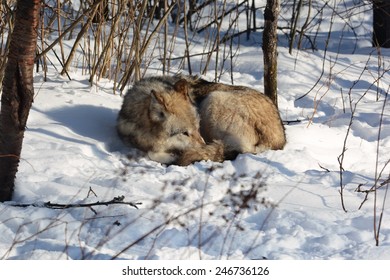 Sleeping Grey Wolf Stock Photo 246736126 | Shutterstock
