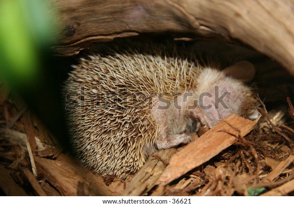 Sleeping Hedgehog Stock Photo 36621 | Shutterstock