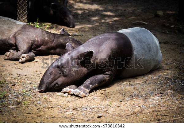 Sleeping Malayan Tapir Stock Photo 673810342 | Shutterstock