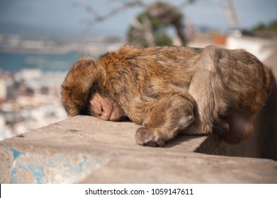 Sleeping Spider Monkey Stock Photo 1354332440 | Shutterstock