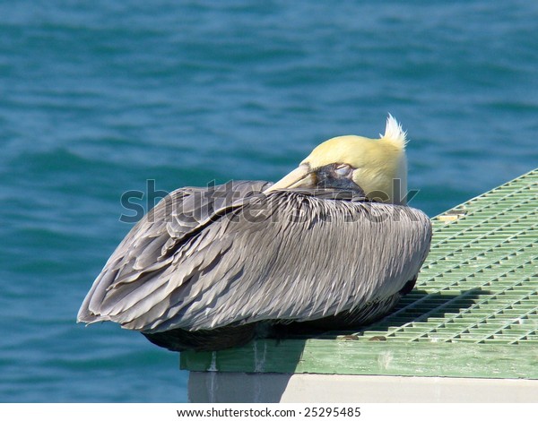 Sleeping Pelican Stock Photo 25295485 | Shutterstock