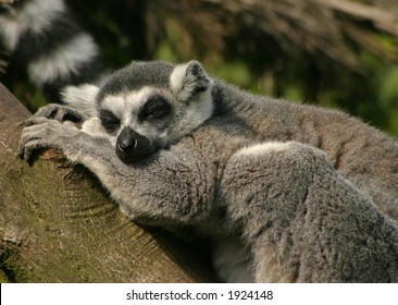 872 Lemur sleeping Images, Stock Photos & Vectors | Shutterstock