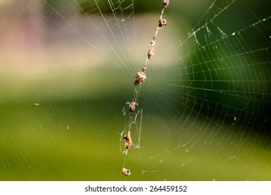 Sleeping Spider Web Stock Photo 264459152 | Shutterstock