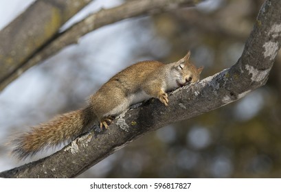 2,399 Squirrel Sleep Images, Stock Photos & Vectors | Shutterstock