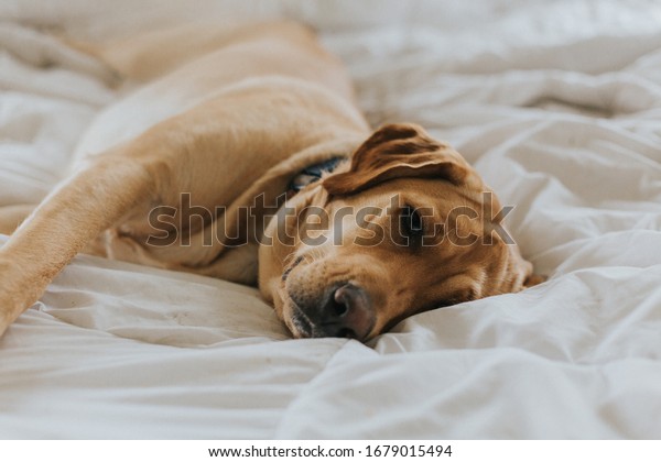 Sleeping Yellow Lab Bed Stock Photo 1679015494 | Shutterstock
