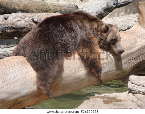 Sleepy Bear Stock Photo (Edit Now) 536920993