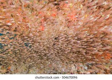 142 Slender sweeper Images, Stock Photos & Vectors | Shutterstock