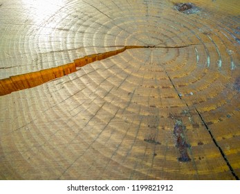 Slice Tree Log Deep Cut Stock Photo (Edit Now) 1199821912