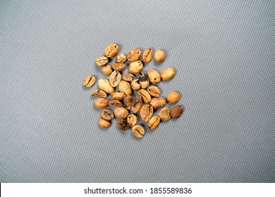 2,554 Coffee insect Images, Stock Photos & Vectors | Shutterstock