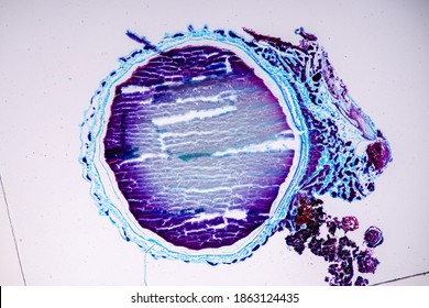 117 Slime molds under microscope Images, Stock Photos & Vectors ...