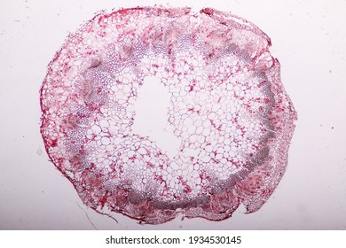 117 Slime molds under microscope Images, Stock Photos & Vectors ...