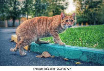Slinking Cat Stock Photo 222483727 | Shutterstock