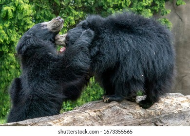 Sloth Bears While Fighting Playing Stock Photo 1673355565 | Shutterstock