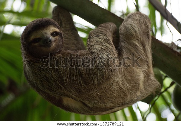 Una pereza sonriendo a la cámara mientras está colgado en la selva ...