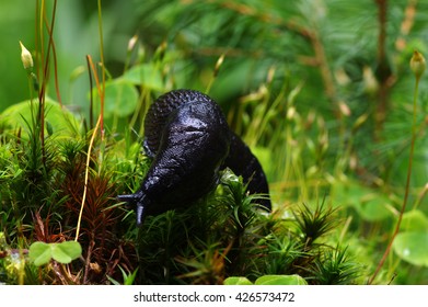 Slug Green Forest Stock Photo 426573472 | Shutterstock