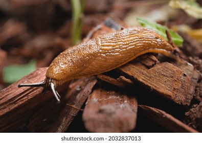 Slug Snail Without Shell Close Stock Photo 2032837013 | Shutterstock