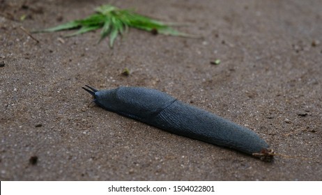 Snail Without Shell Images, Stock Photos & Vectors | Shutterstock