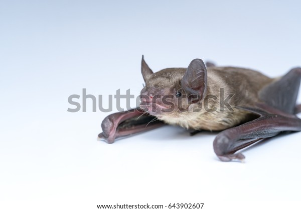 Small Bat Front White Background Close Stock Photo (Edit Now) 643902607