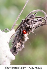 38 Hemipterous insect Images, Stock Photos & Vectors | Shutterstock